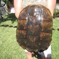 Turtle Shell - Etsy