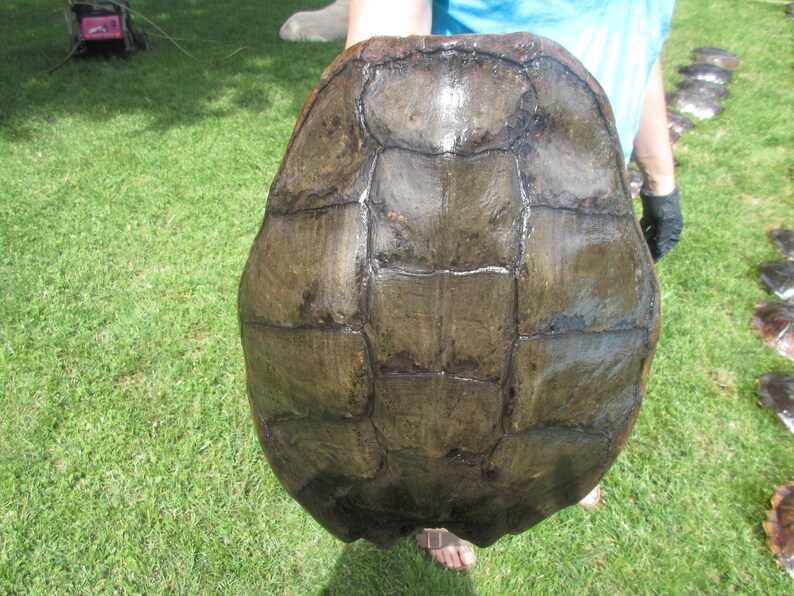 COMMON SNAPPING TURTLE Shell 792 | Etsy