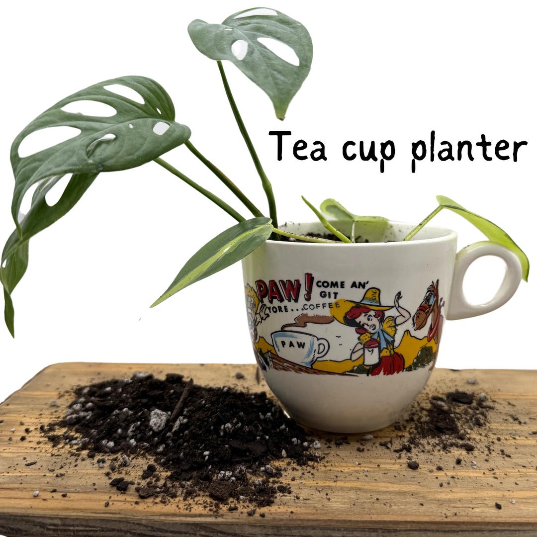 Pa Come and Git Yore Coffee Tea Cup Planter - Etsy