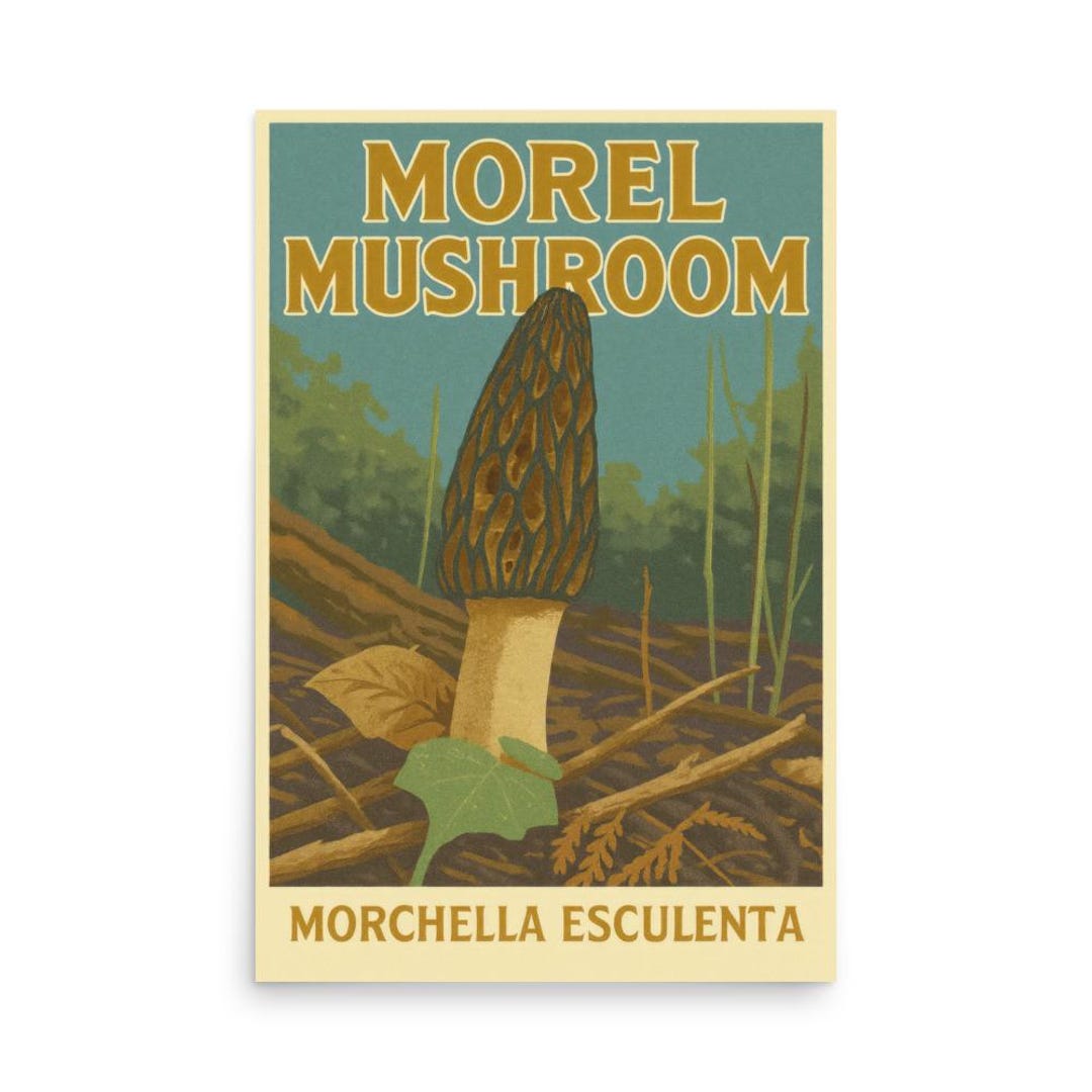 Morel Mushroom Poster - Morchella Esculenta - Mushrooms of Vermont - Etsy