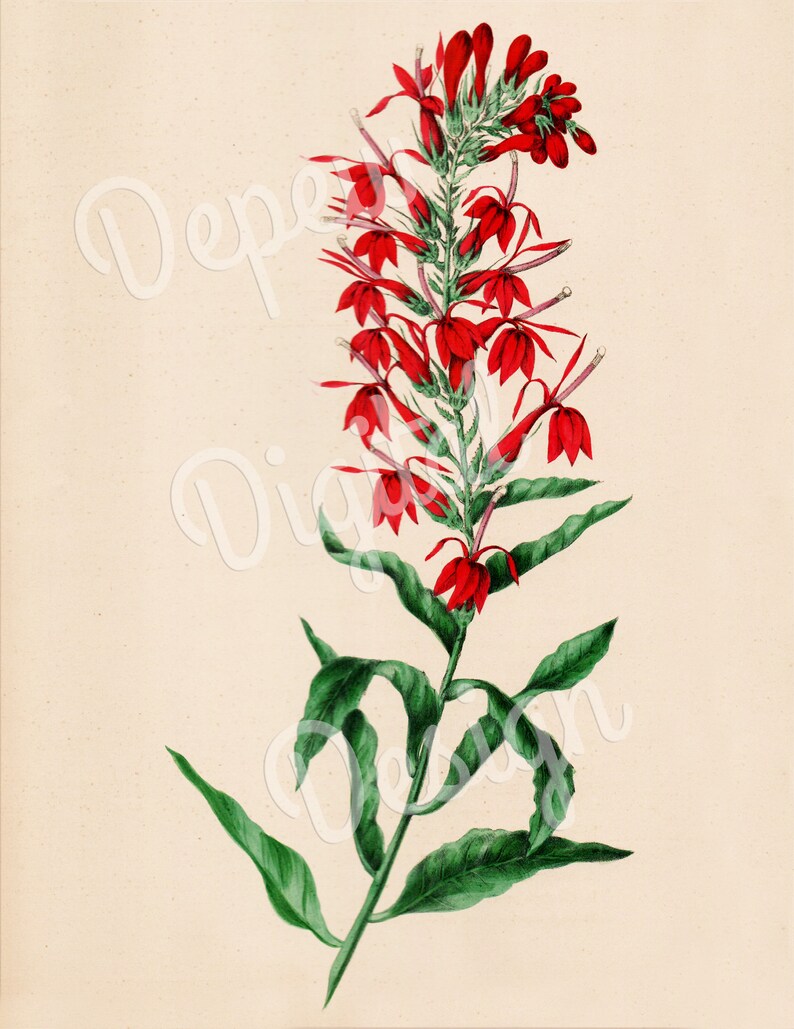 Antique 1860s Wildflower Red Cardinal Flower From Rare Book Color Print ...