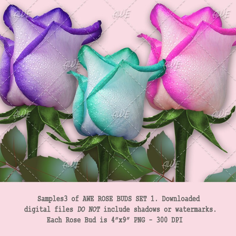 Digital Clipart Rose Buds Set 1 Set of 12 Long Stem | Etsy