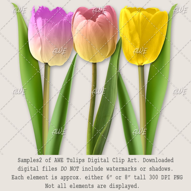 Tulips Digital Clip Art by Awesomescrapper High Quality 300 - Etsy