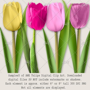 Tulips Digital Clip Art by Awesomescrapper High Quality, 300 DPI Pngs ...