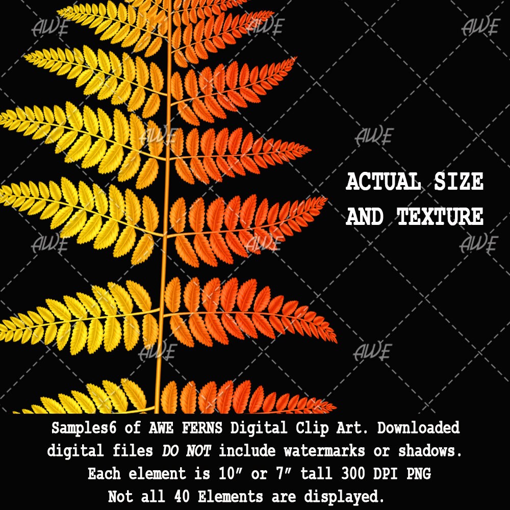 Ferns Digital Clipart by Awesomescrapper Set of 40 Color | Etsy
