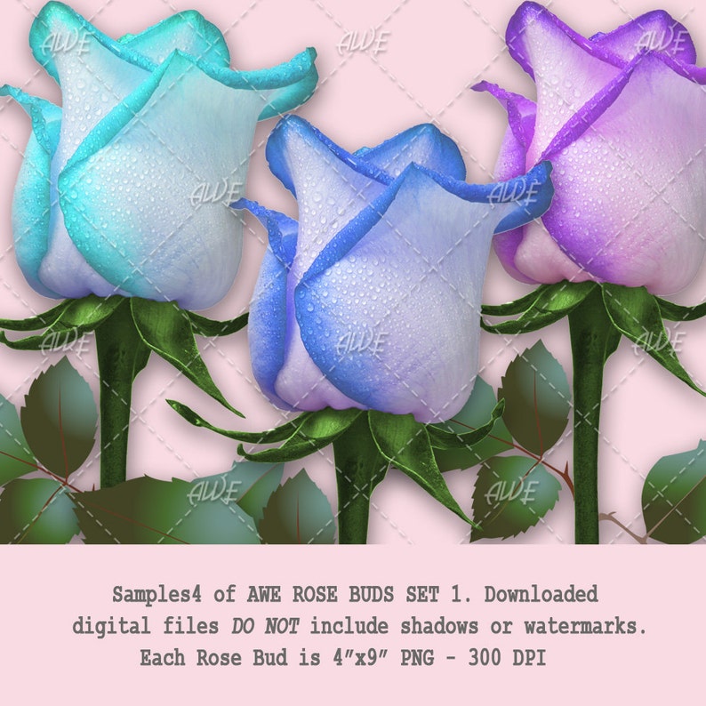 Digital Clipart - Rose Buds Set 1 - Set of 12, Long Stem, Multi Color ...