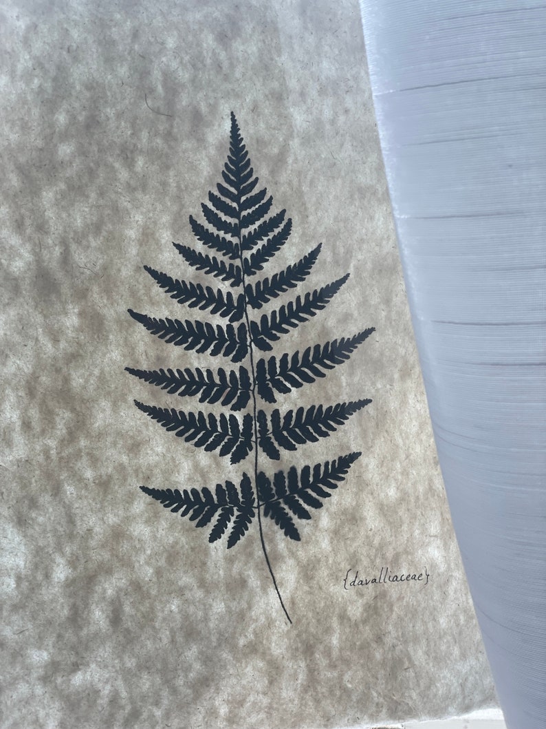 Vintage Fern Botanical Specimen Wall Print (digital) Cream | Neutral ...
