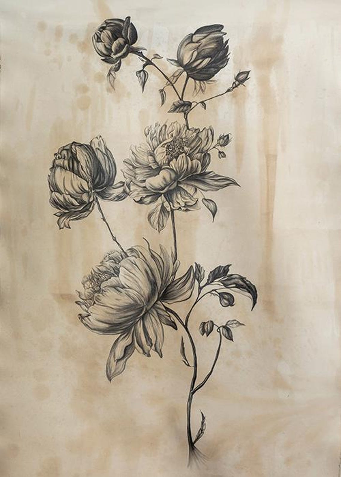 Peony Stem Study Realistic Art Drawing Handdrawn Wall Art (digital ...