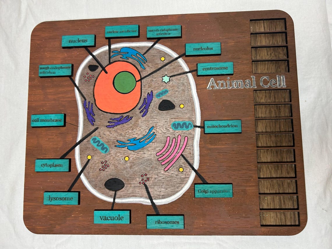 Animal Cell Biology Puzzle - Etsy