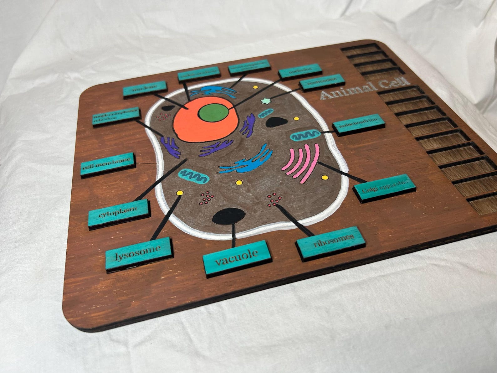 Animal Cell Biology Puzzle - Etsy