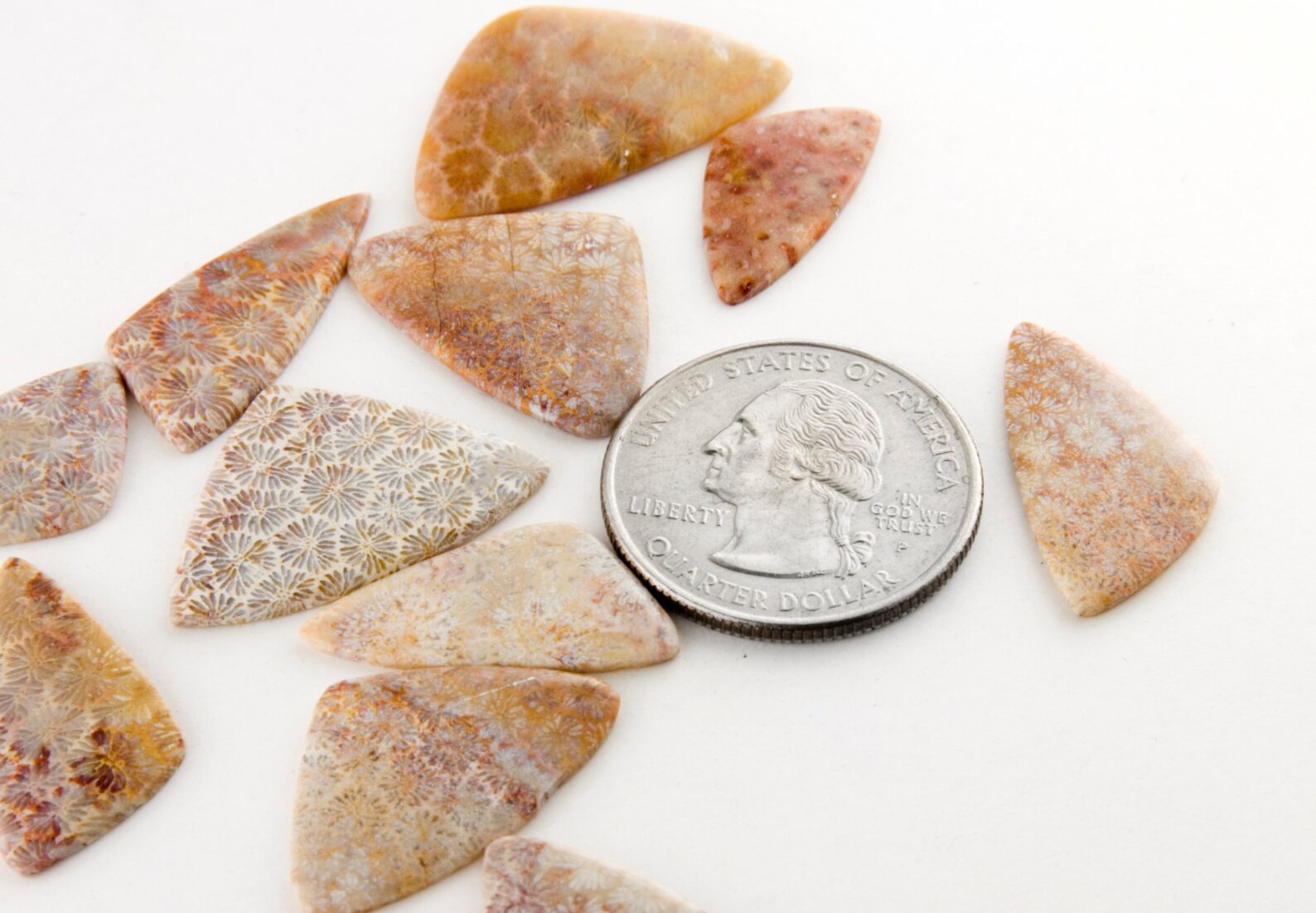 Hand Cut Free Form Fossil Coral Triangle Cabochons, 20-26mm - Etsy