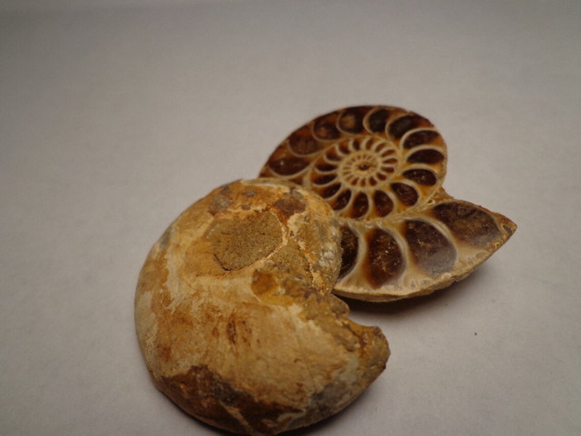 Whole Ammonite Shell Halves Large Ammonite Shell Pairs Large | Etsy