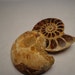 Whole Ammonite Shell Halves Large Ammonite Shell Pairs Large - Etsy