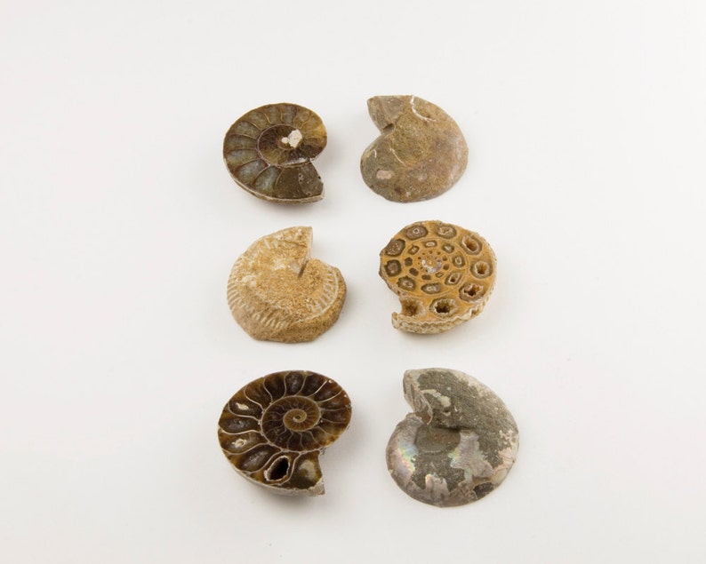 Whole Ammonite Shell Halves Large Ammonite Shell Pairs Large | Etsy