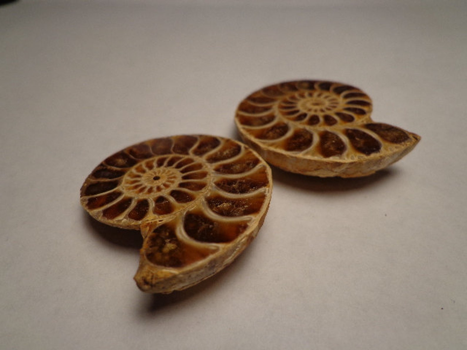 Whole Ammonite Shell Halves Large Ammonite Shell Pairs Large - Etsy