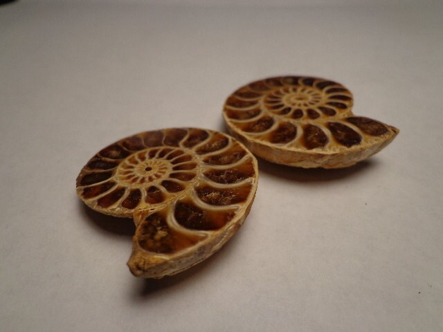 Whole Ammonite Shell Halves Large Ammonite Shell Pairs Large - Etsy