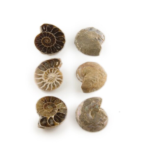 Whole Ammonite Shell Halves Large Ammonite Shell Pairs Large | Etsy