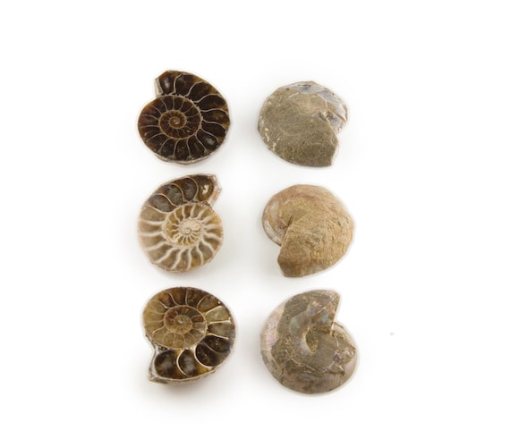 Whole Ammonite Shell Halves Large Ammonite Shell Pairs Large | Etsy