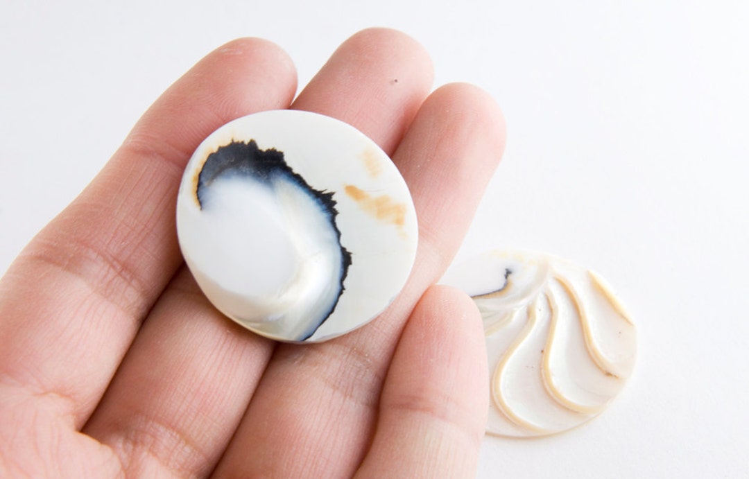 Vintage Natural Nautilus Shell Cabochons, Spiral Shell, Nautilus Pearl ...