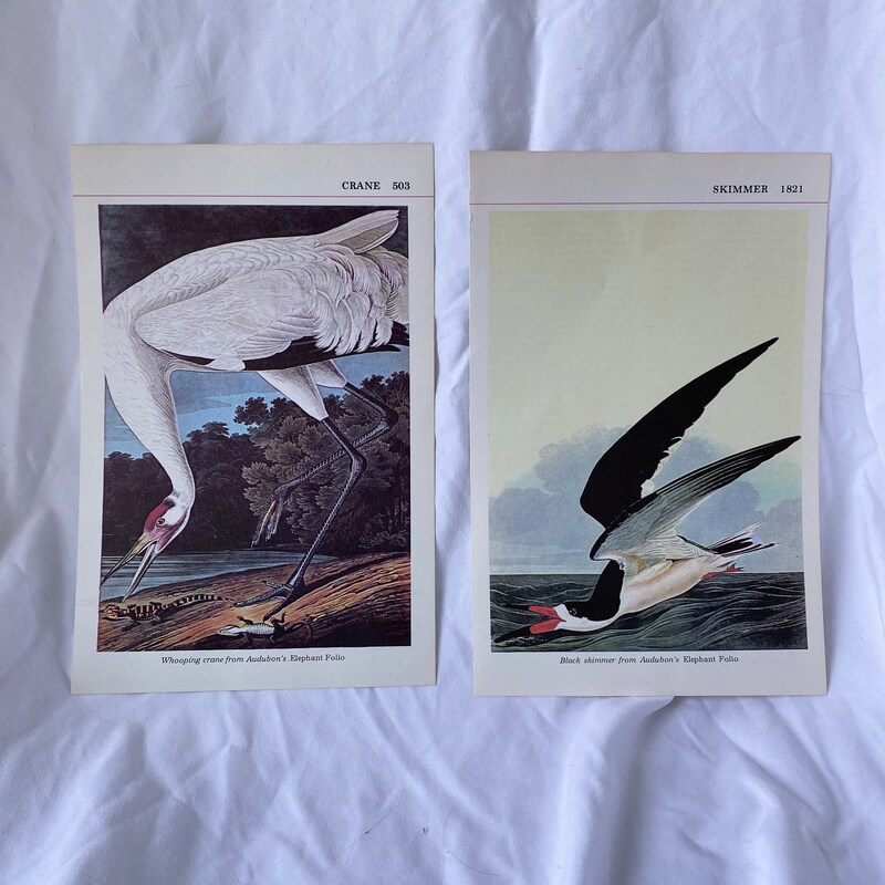 Audubon Prints - Etsy