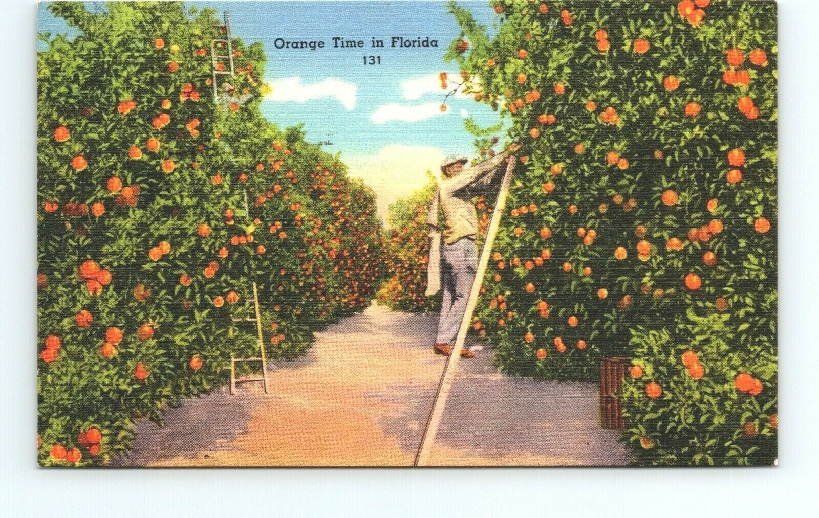 Orange Grove Art