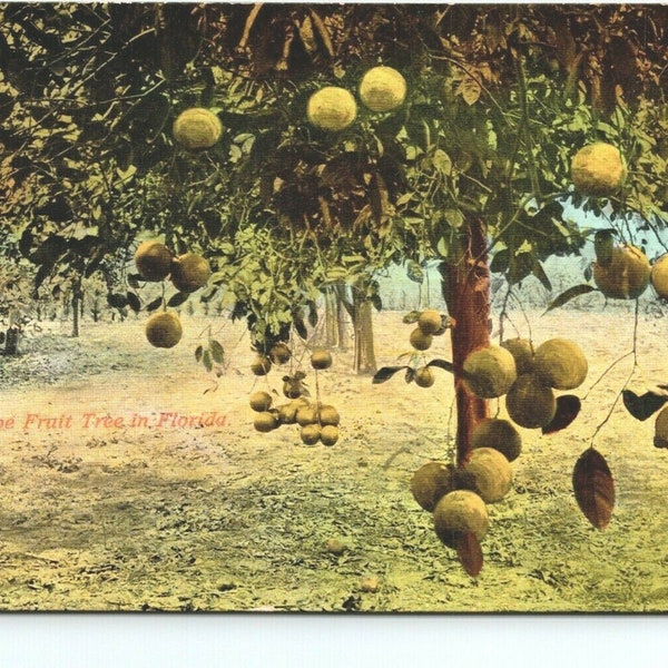 Antique Fruit Postcard - Etsy