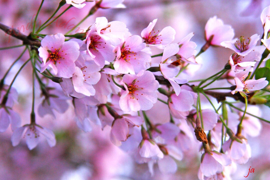 1/2 Ounce Cherry Blossom Flavor Oil - Etsy