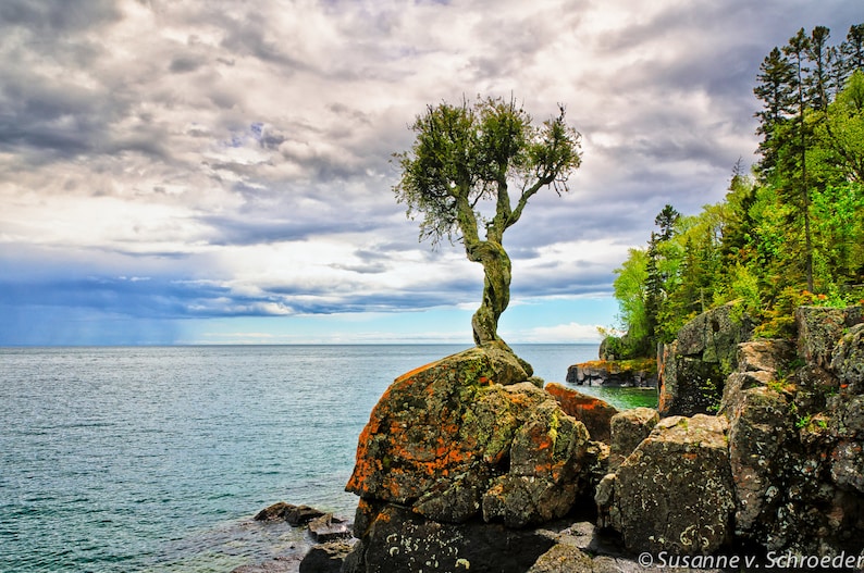 Sacred Little Cedar Tree, Spirit Tree, Nature Photography, Fine Art ...