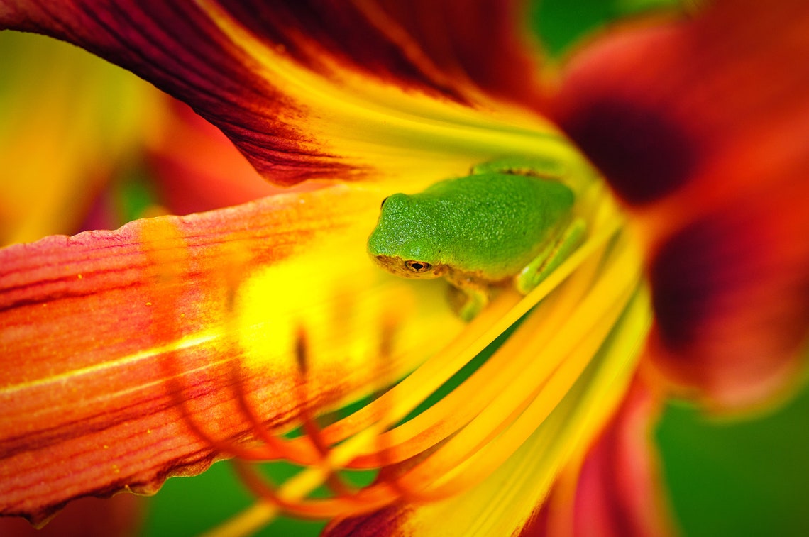 Nature Photography Green Tree Frogs Spring Summer Set of 4 - Etsy