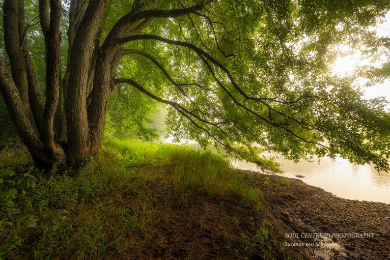 Nature Photography Maple Tree Magical Woodland Scene Fog - Etsy