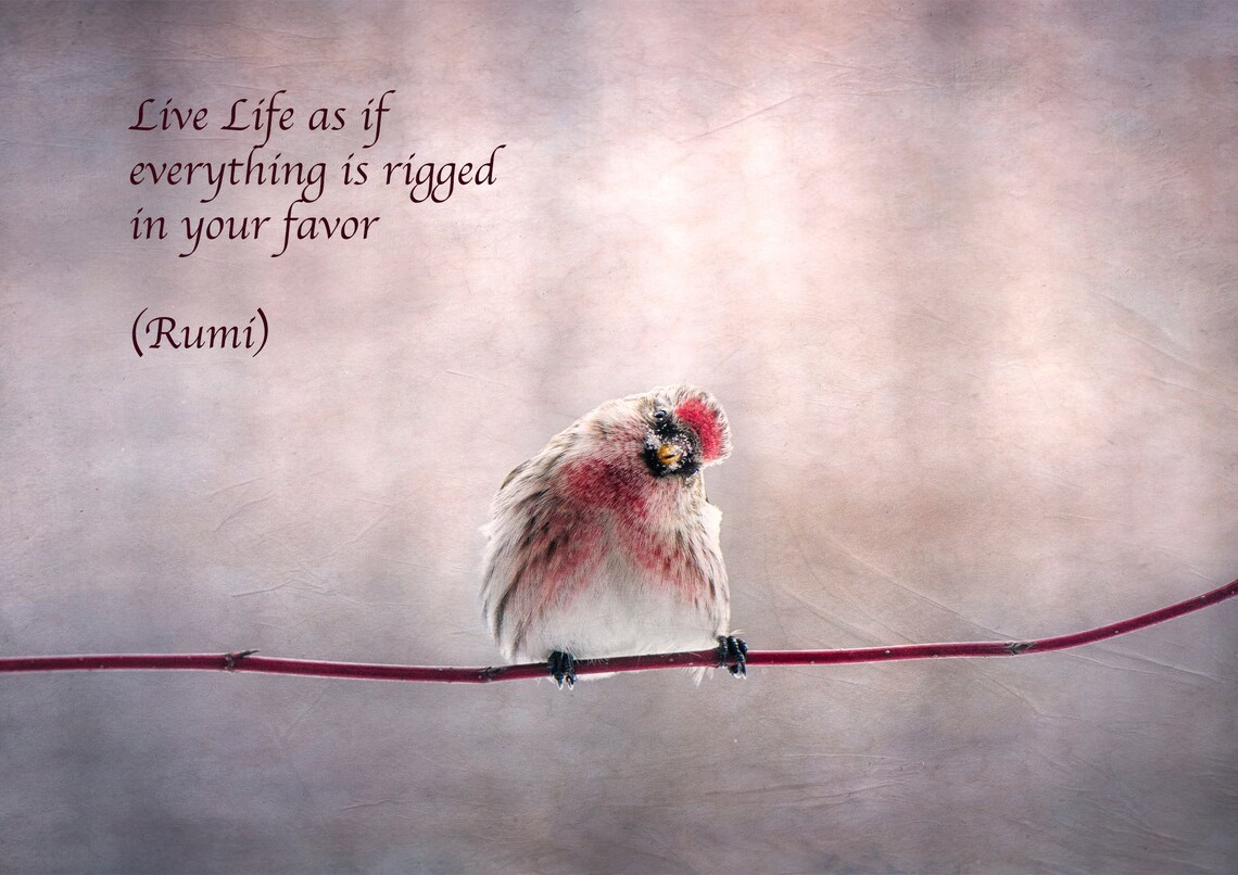 Rumi Quote, Inspirational Poetry, Greeting Card, Spirit Tree, Cedar ...