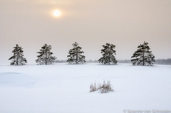 Winter Photography Trees in a Row Sun Winter Day Warm Soft | Etsy