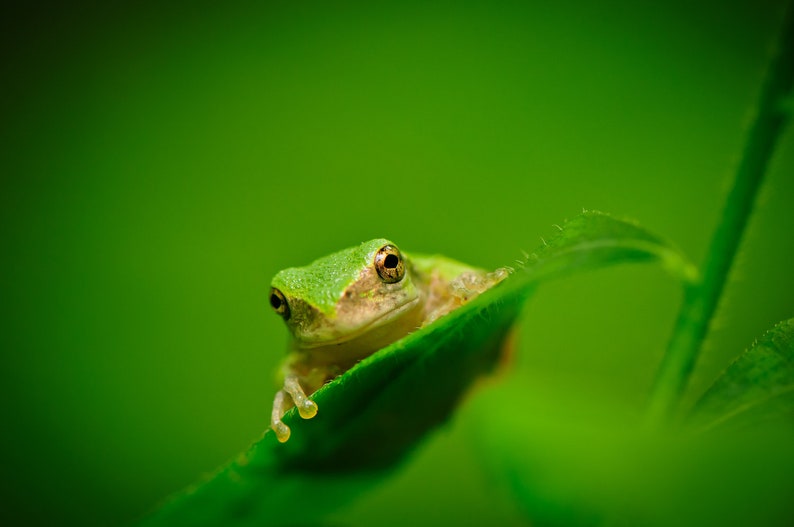 Nature Photography Green Tree Frogs Spring Summer Set of 4 - Etsy