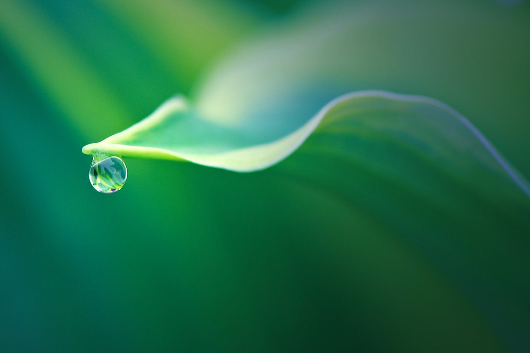 Nature Photography, Green Leaf With Drop, Fine Art Print, Photo Card ...