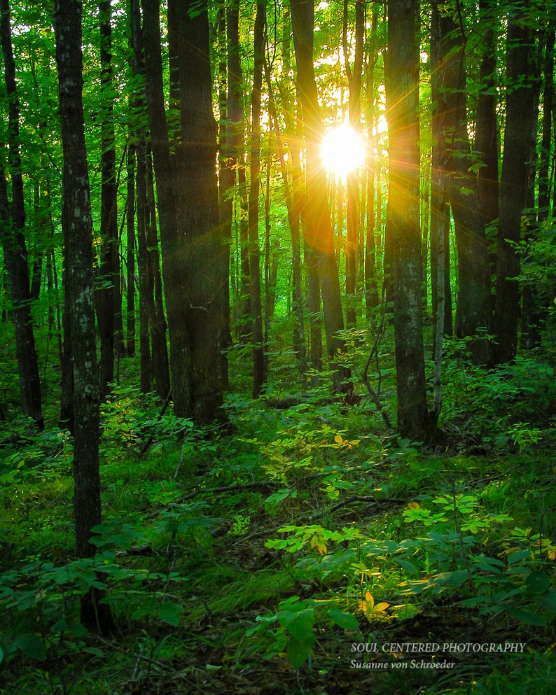 Nature Photography, Sun Light in Forest, Fine Art Print, Photo Card ...