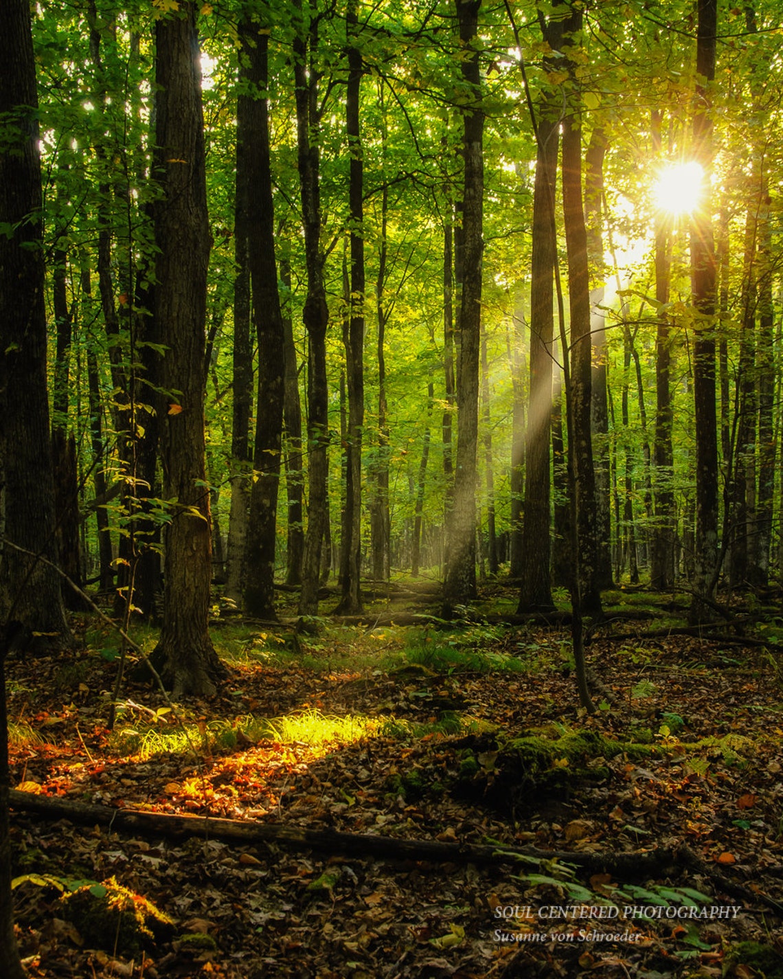 Nature Photography, Beam of Sun Light, Fine Art Print, Sun Ray, Summer ...