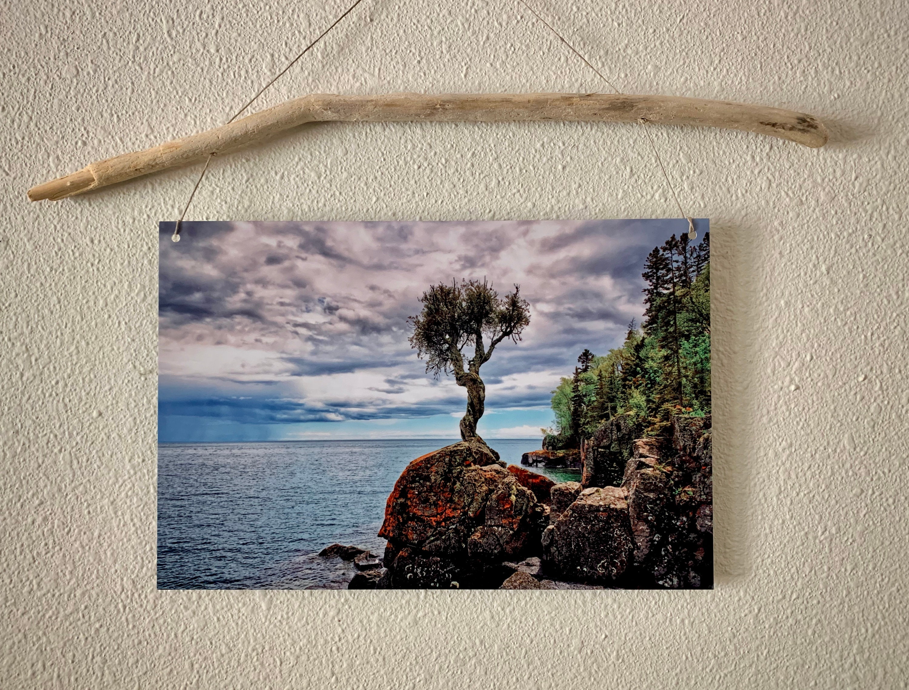 Sacred Little Cedar Tree, Spirit Tree, Nature Photography, Fine Art ...