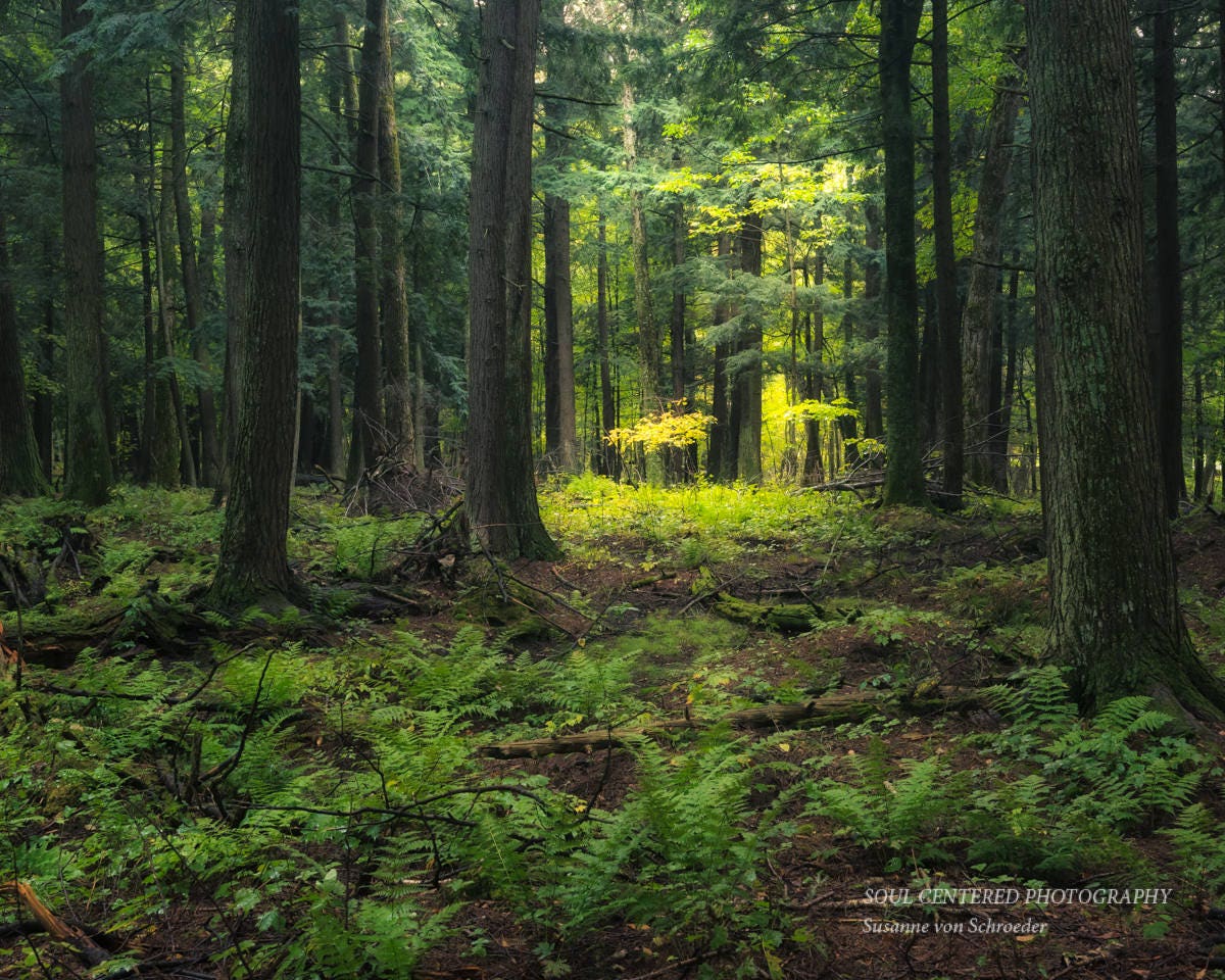 Nature Photography, Old Growth Forest, Porcupine Mountains, Michigan ...