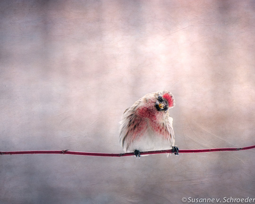 Red Song Bird, Kid's Wall Art, Spring, Valentine, Nature Photography ...