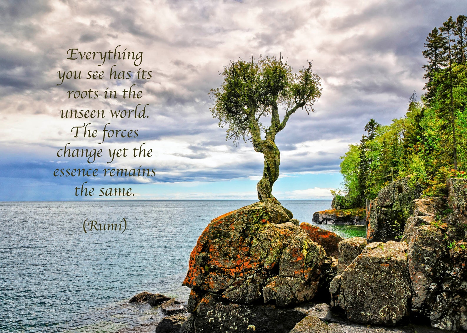 Rumi Quote, Inspirational Poetry, Greeting Card, Spirit Tree, Cedar ...
