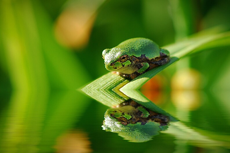 Nature Photography Green Tree Frogs Spring Summer Set of 4 - Etsy