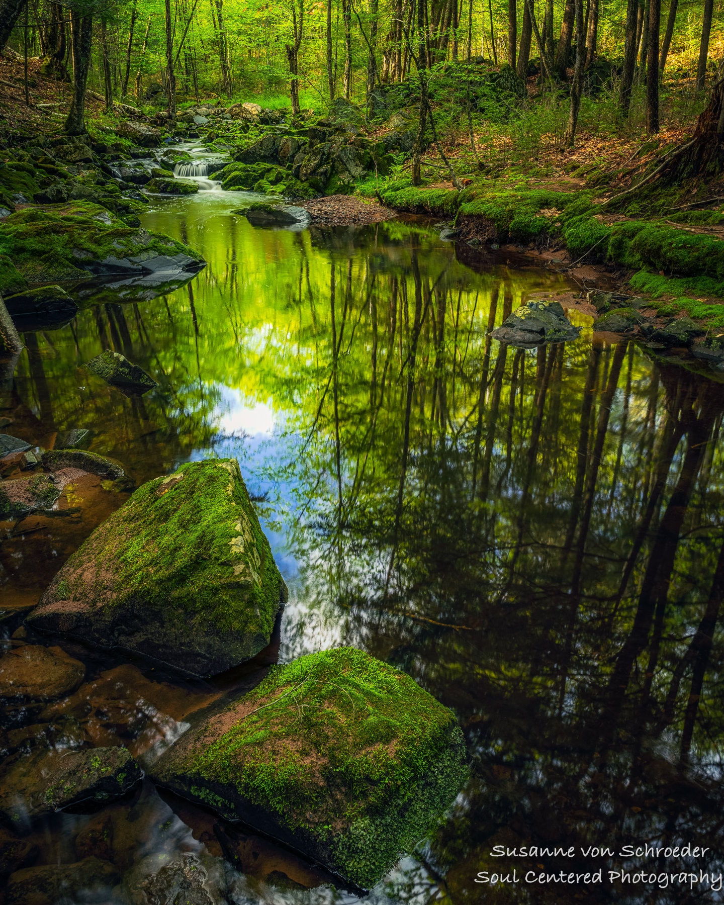 Forest Nature Scenes