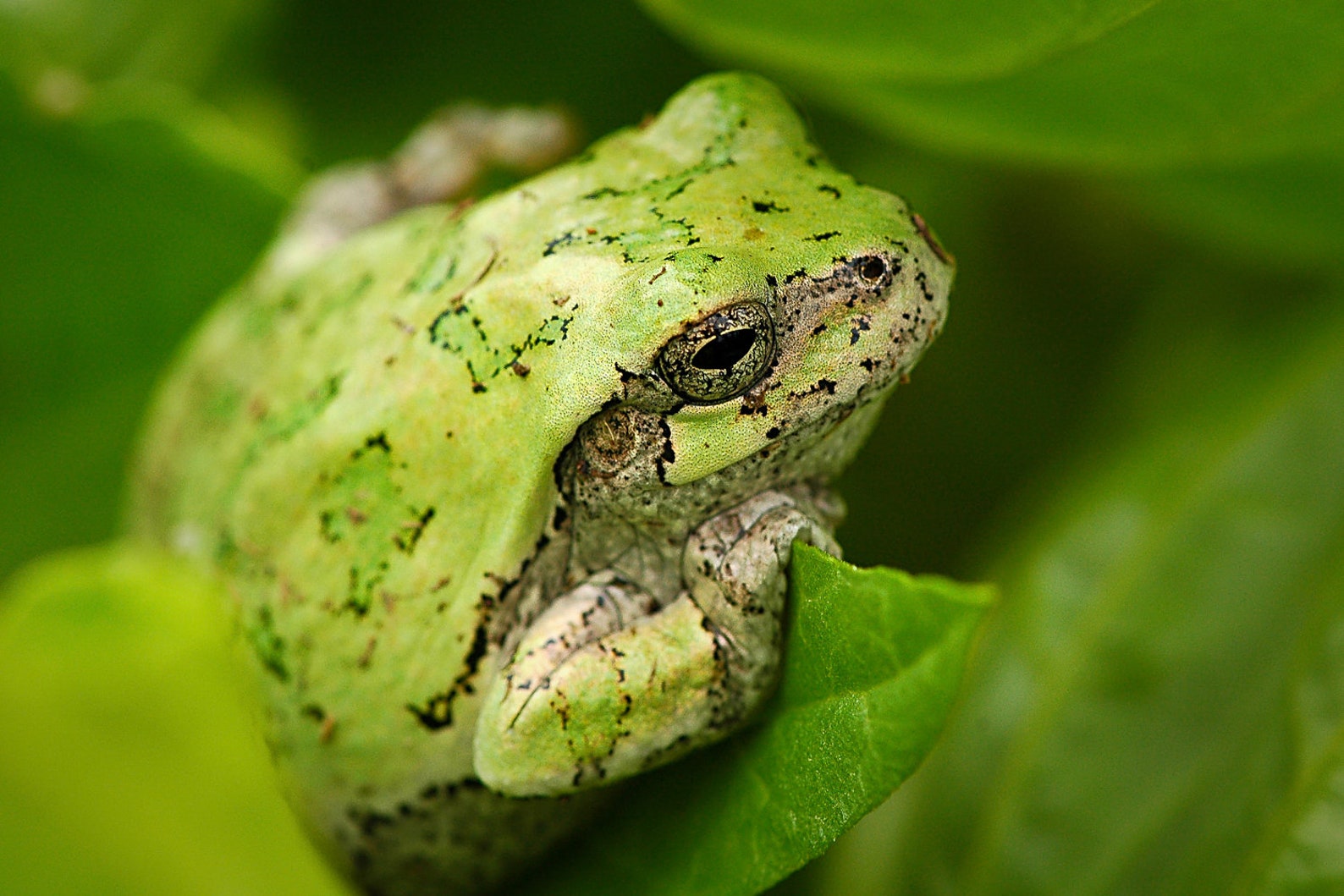 Nature Photography Green Tree Frogs Spring Summer Set of 4 - Etsy