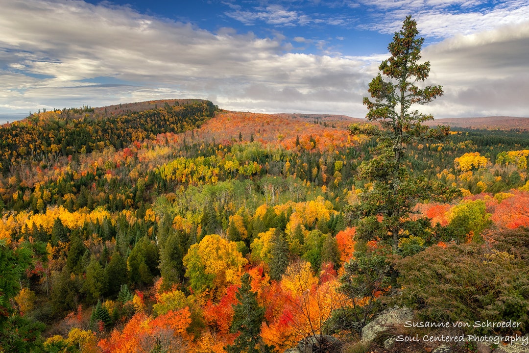 Autumn Photo, Fall Colors, Oberg Mountain, Nature Photography, Fine Art ...