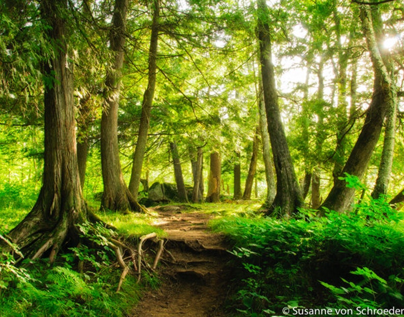 Enchanted Forest, Nature Photography, Fine Art Print, Magical Place ...