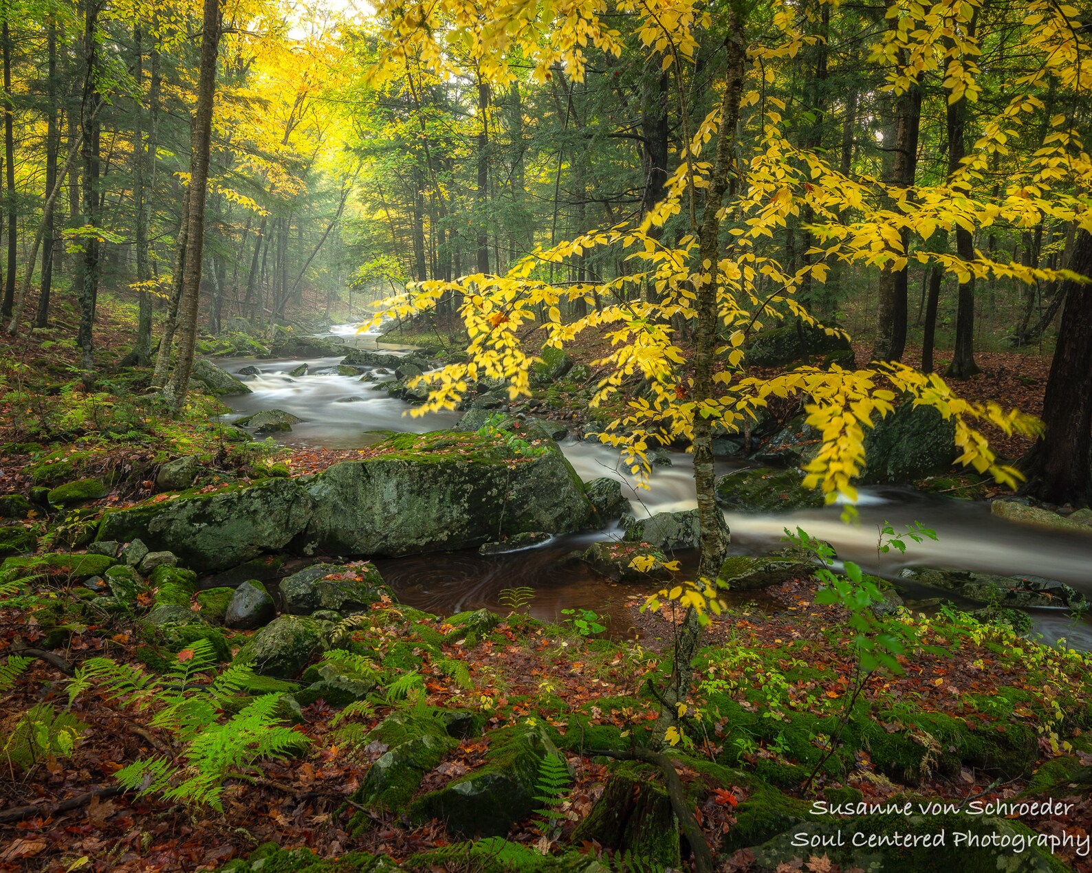 Nature Photography, Magical Woodland Scene, Autumn, Creek, Fine Art ...