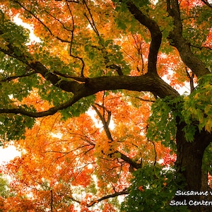 Nature Photography, Maple Tree, Fall Colors, Healing Art, Enchanted ...