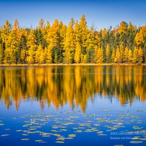 Autumn Photography, Tree Reflections, Tamarack, Fine Art Print ...