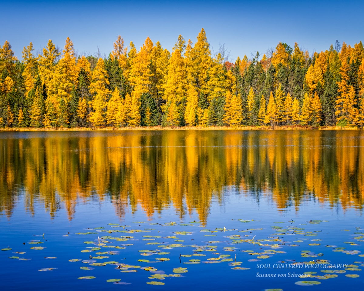 Autumn Photography, Tree Reflections, Tamarack, Fine Art Print ...