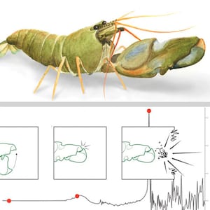 Pistol Shrimp (snapping Shrimp) - 8 X 10 Print - Etsy